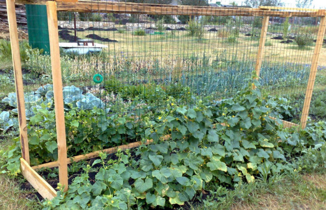 Выращивание огурцов на шпалере в открытом грунте, как подвязать к ...